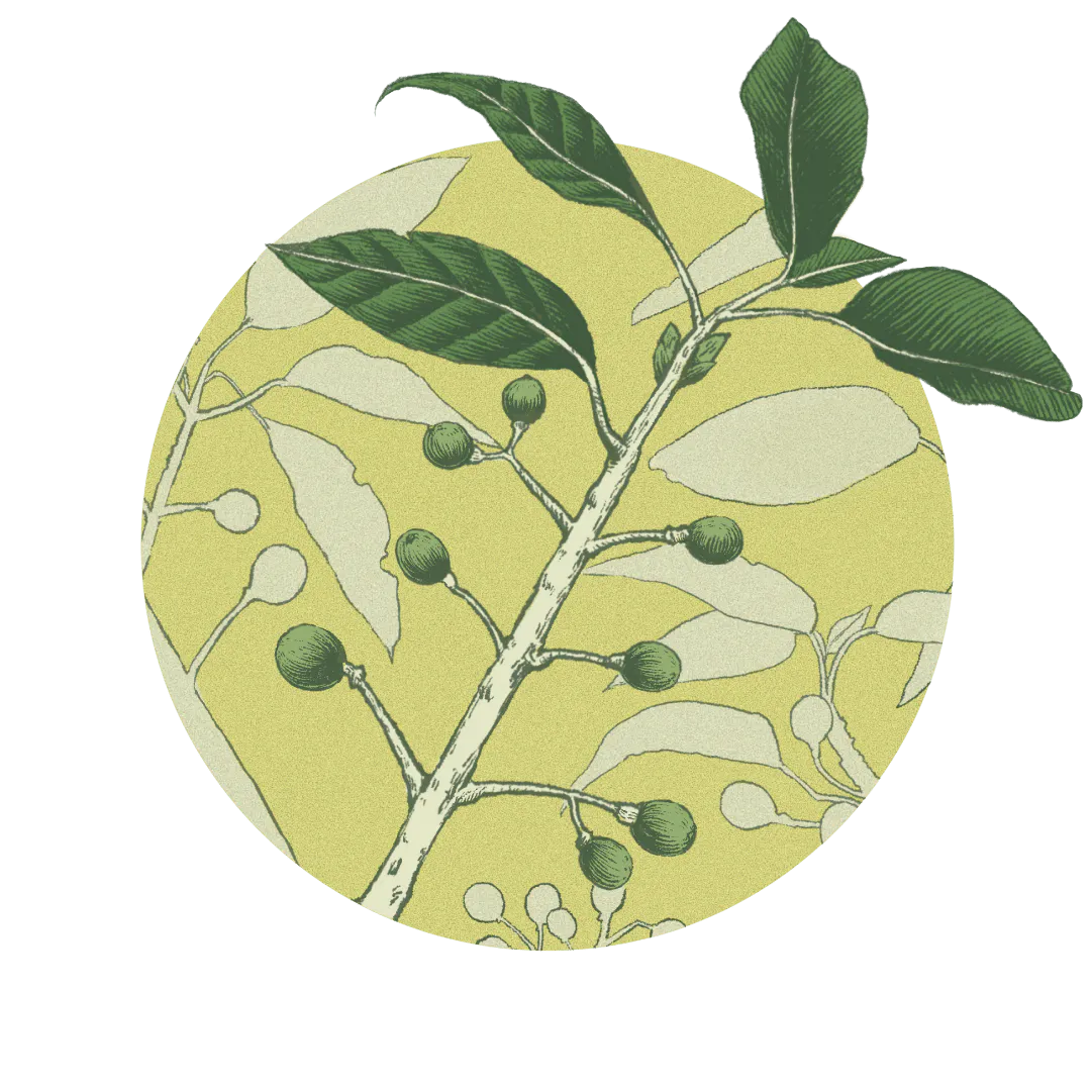 CHILL GREEN 特設サイト - 濵田酒造